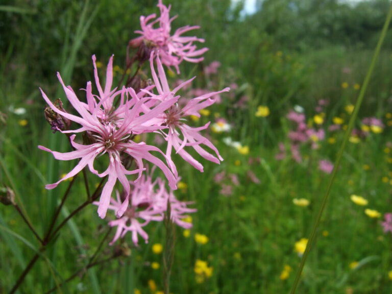 Ragged Robin - Plantlife