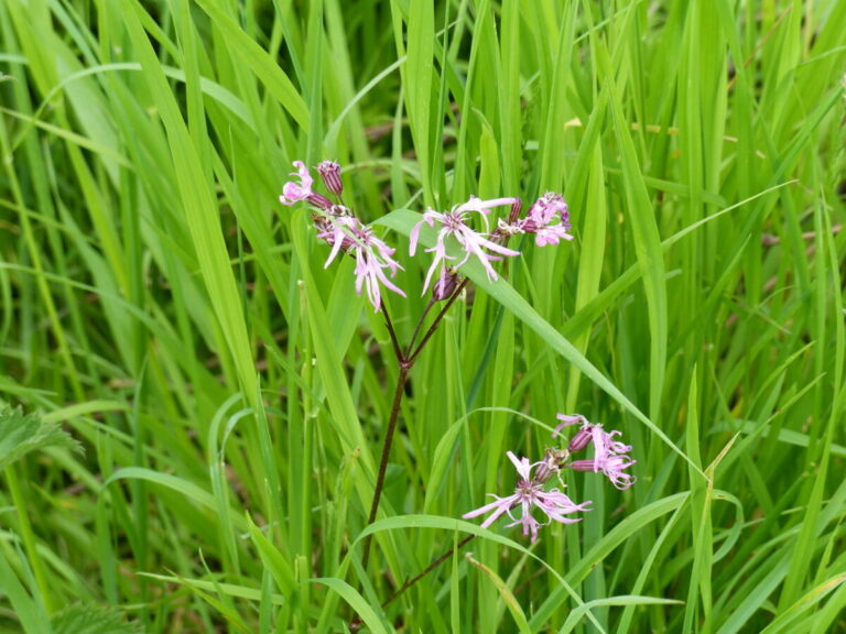 Ragged Robin - Plantlife