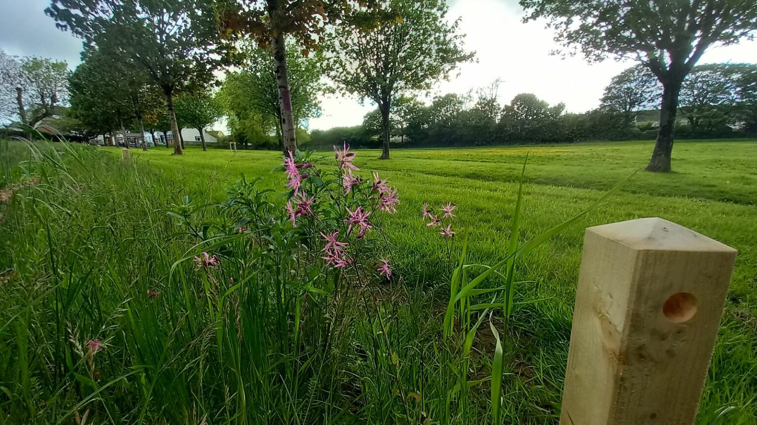 Ragged Robin - Plantlife