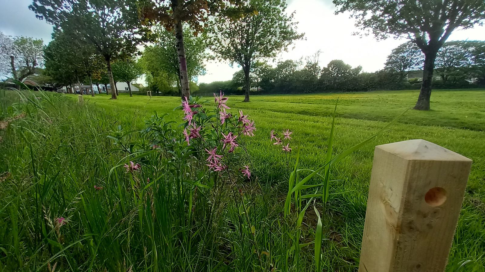Ragged Robin - Plantlife