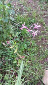 Ragged Robin - Plantlife