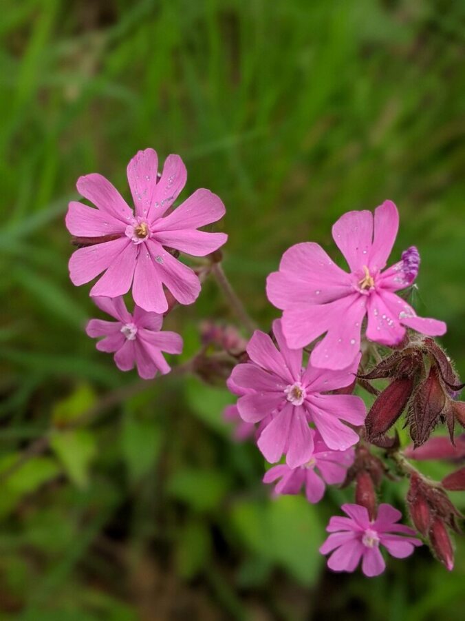 Red Campion Plantlife