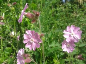 Red Campion - Plantlife