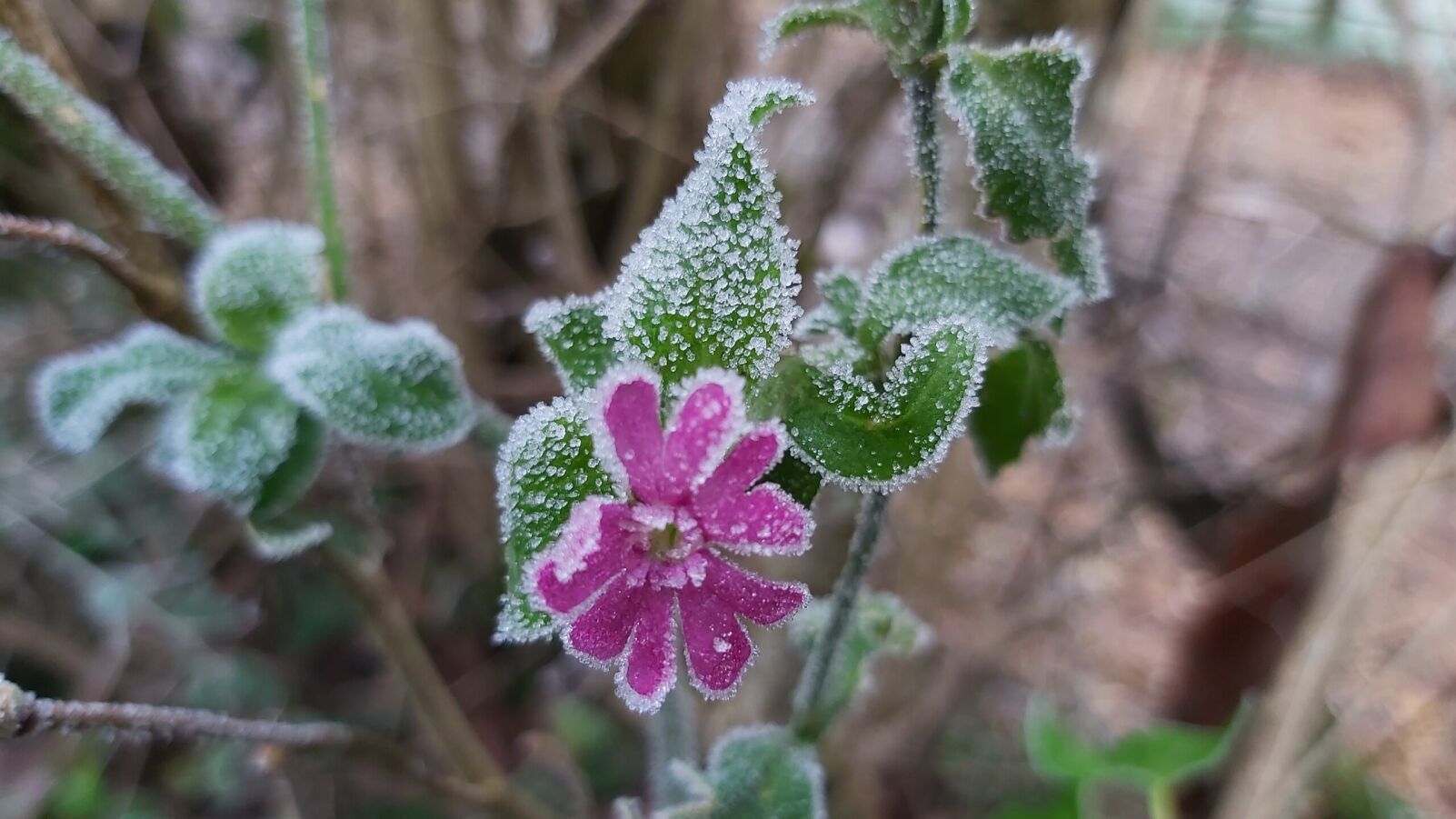 Red Campion - Plantlife