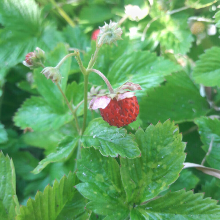 Strawberry (wild) - Plantlife