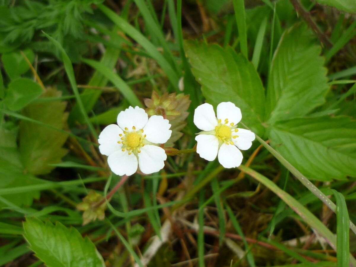 Strawberry (wild) - Plantlife