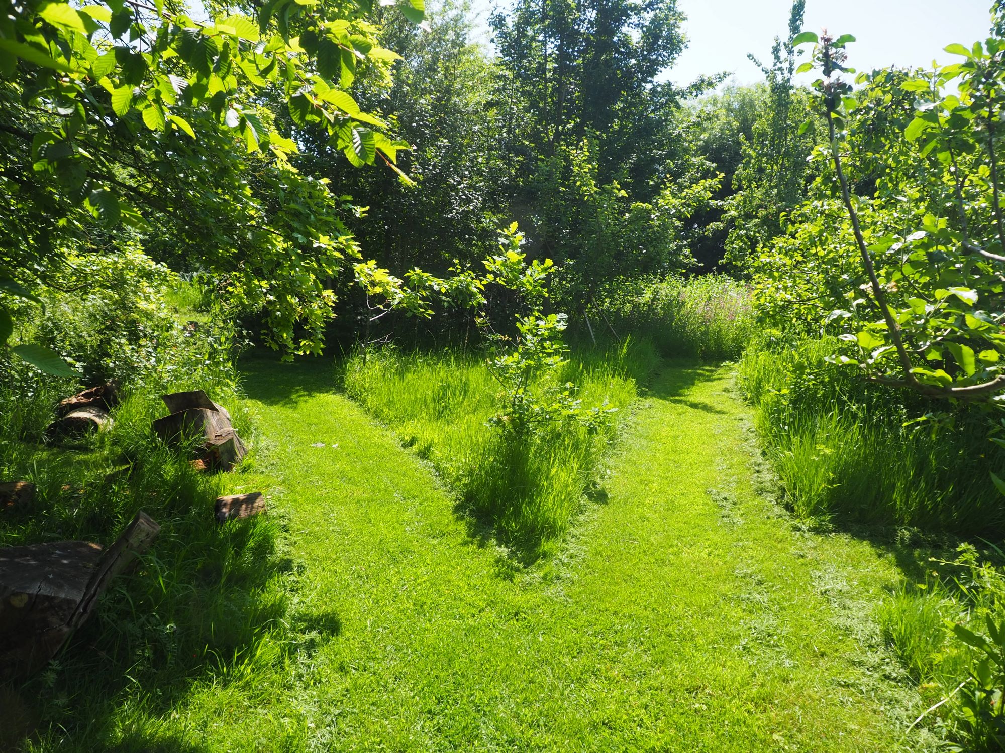 What does a No Mow May lawn look like? - Plantlife