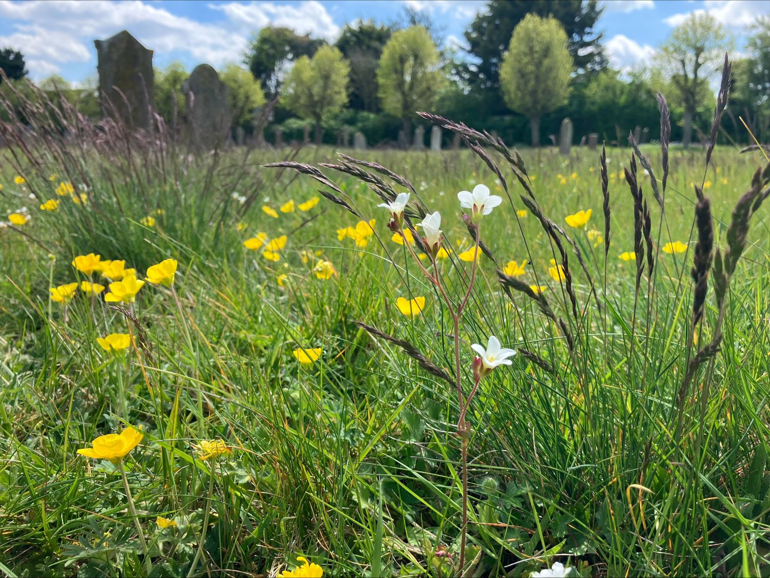 How to Manage a Meadow - Plantlife