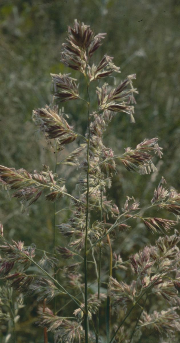 Cock’s-foot Grass - Plantlife