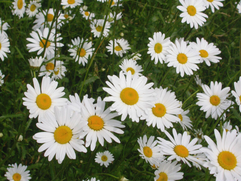 Oxeye Daisy - Plantlife
