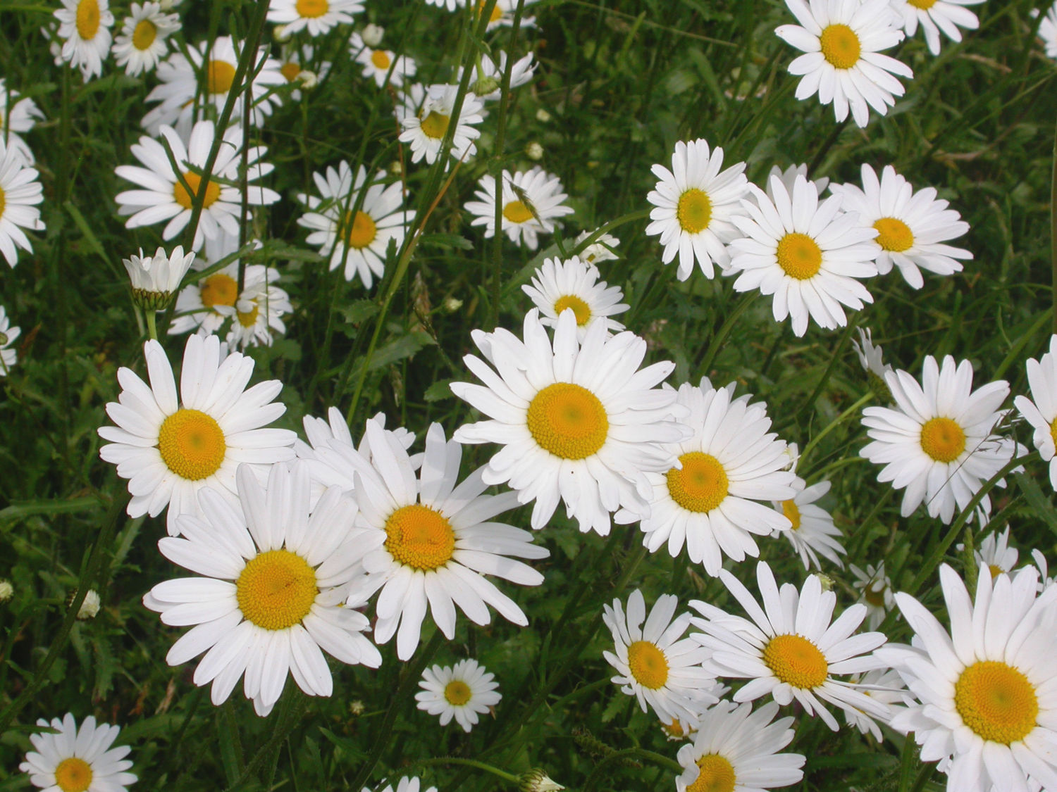Oxeye Daisy - Plantlife