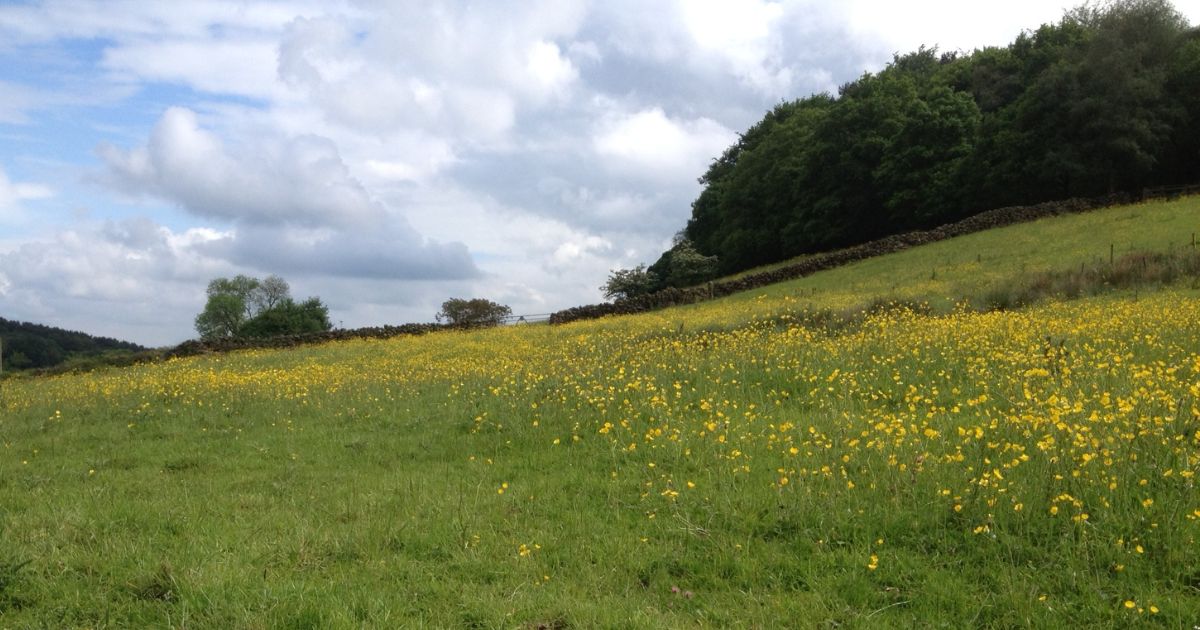 Side Farm Meadows Nature Reserve - Plantlife