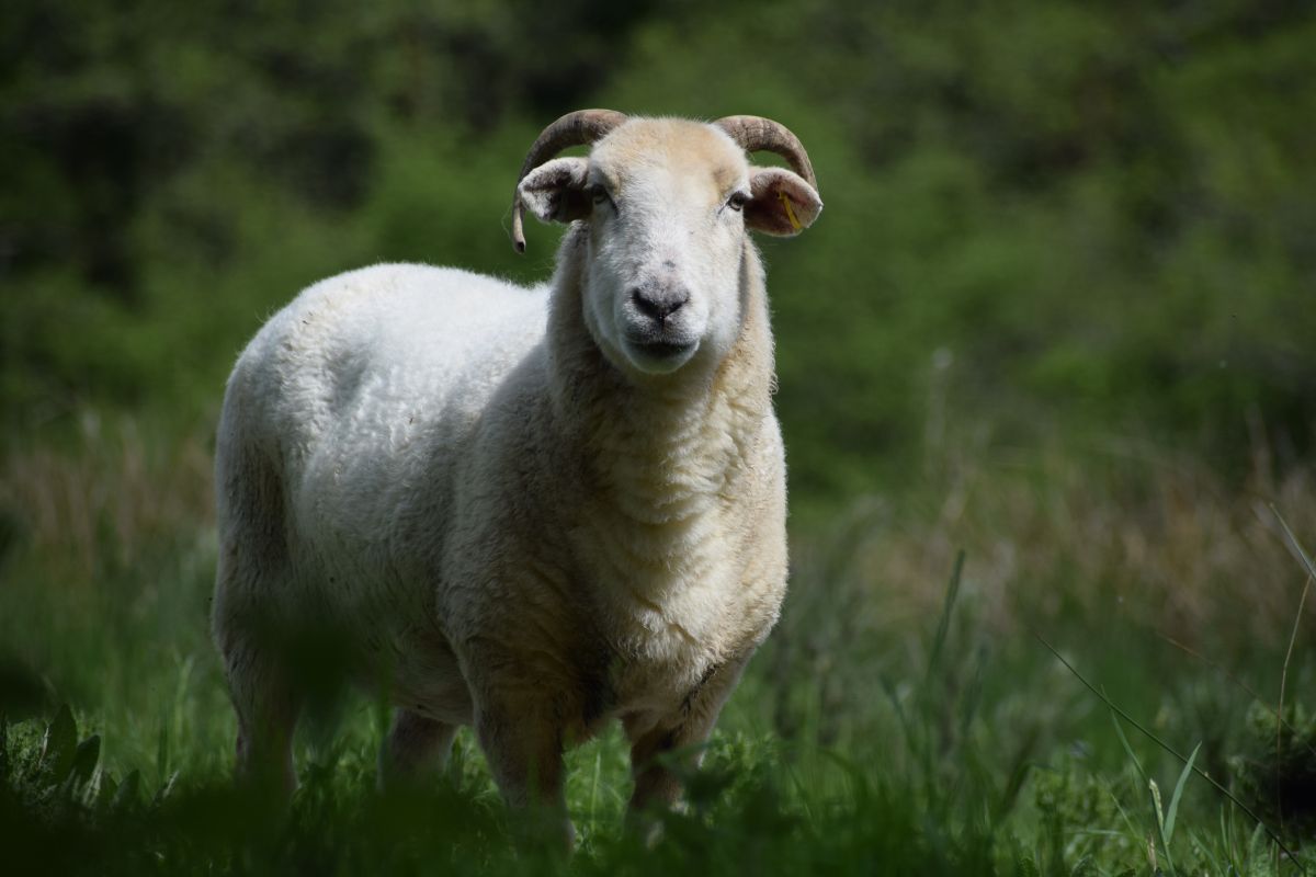 How to Manage a Meadow - Plantlife