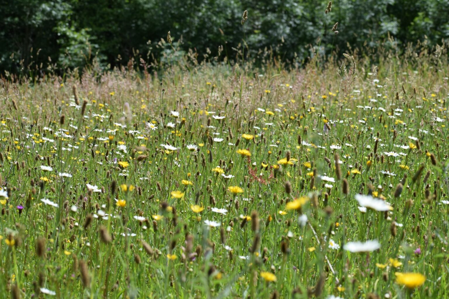 How to Buy Biodiversity Net Gain Units – How BNG Works - Plantlife