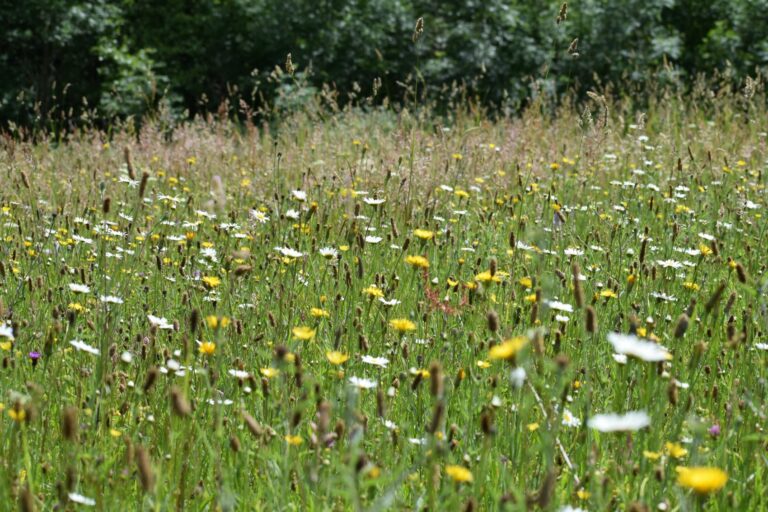 How to Buy Biodiversity Net Gain Units – How BNG Works - Plantlife
