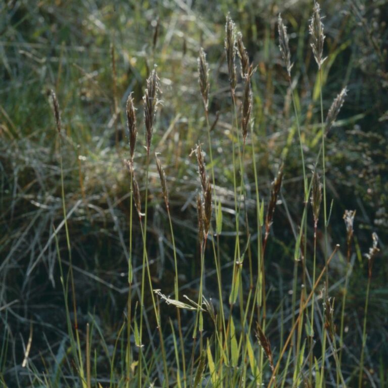Sweet Vernal Grass - Plantlife