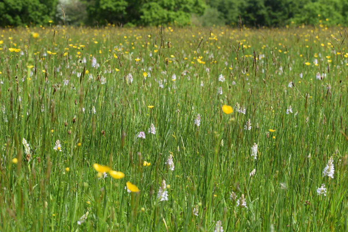 Our Nature Reserves - Plantlife