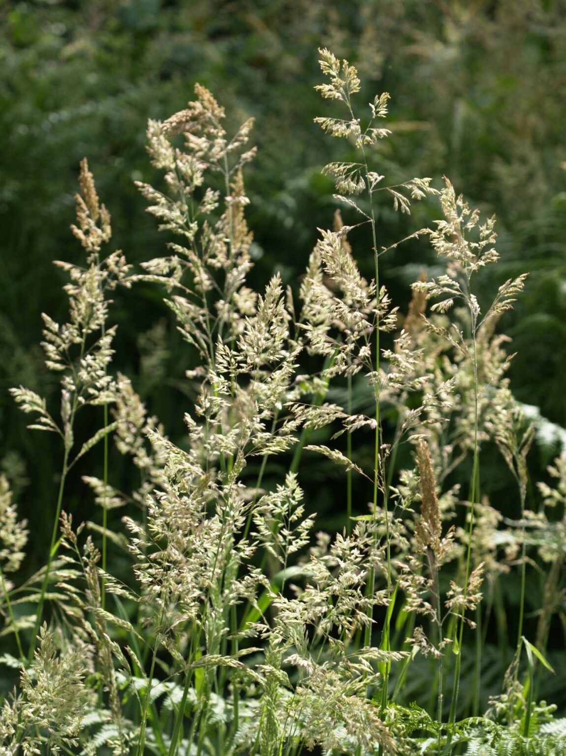 Yorkshire Fog - Plantlife