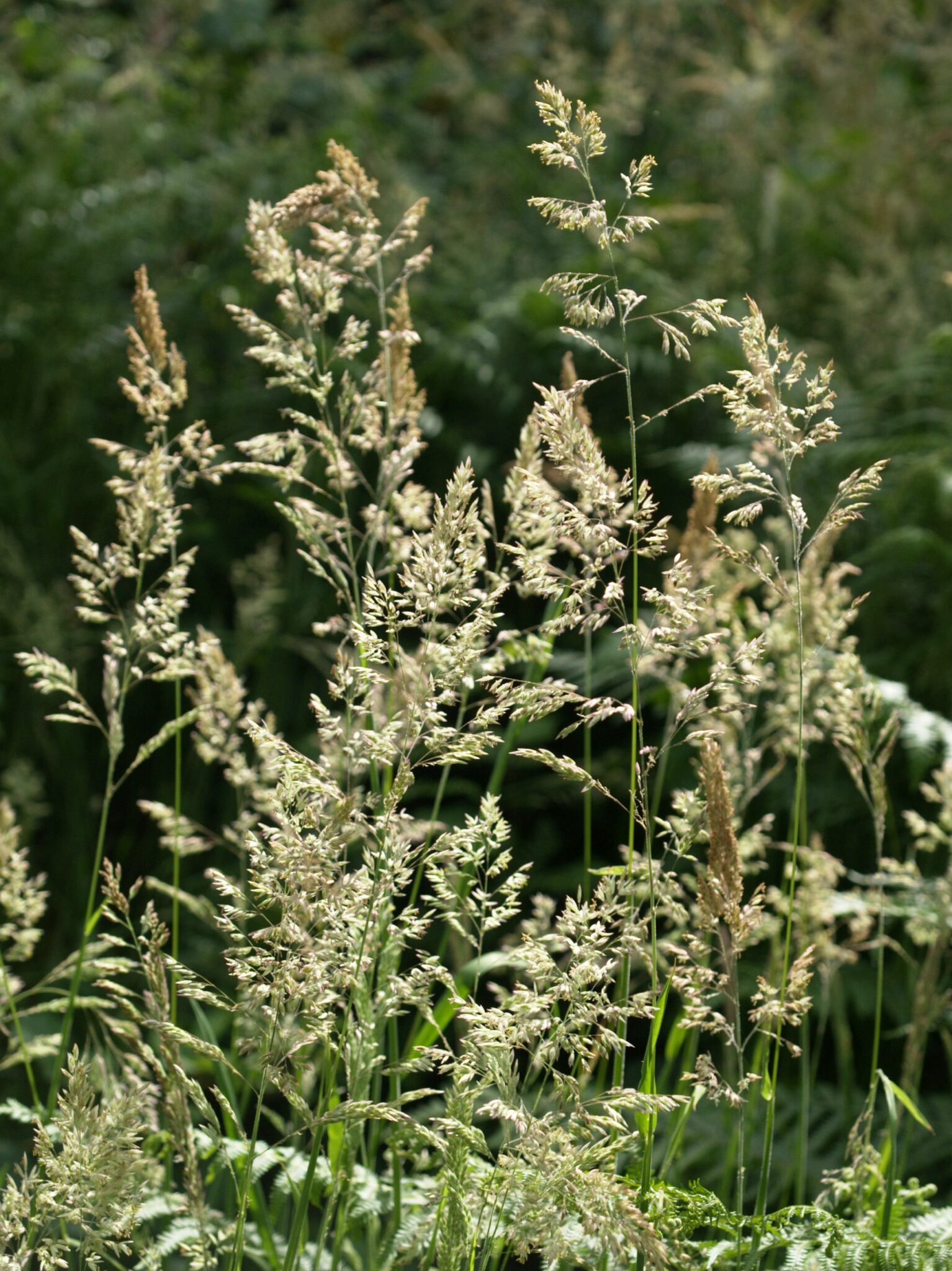Yorkshire Fog - Plantlife