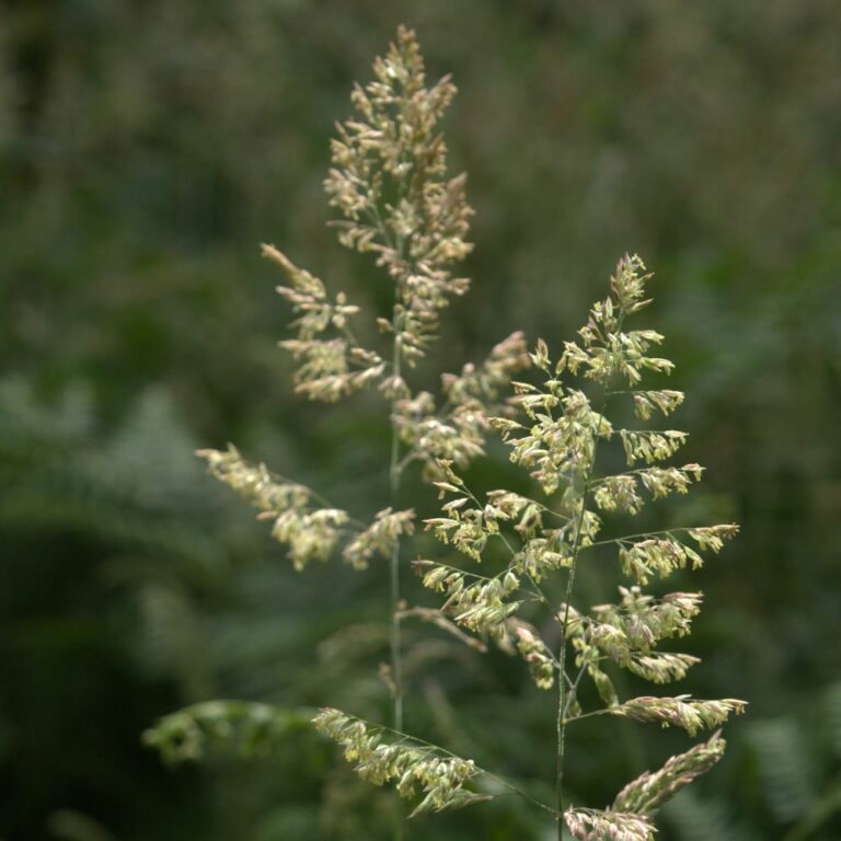 Yorkshire Fog - Plantlife