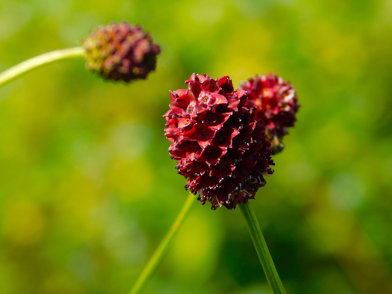 Great Burnet - Plantlife