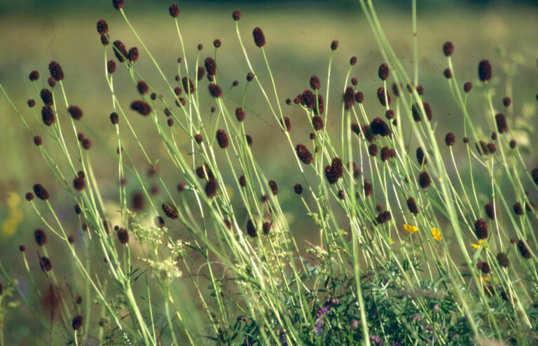 Great Burnet - Plantlife