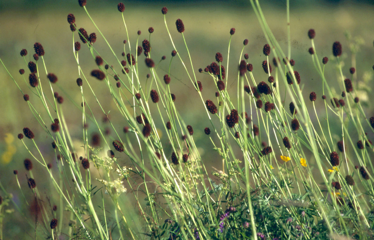 Great Burnet - Plantlife
