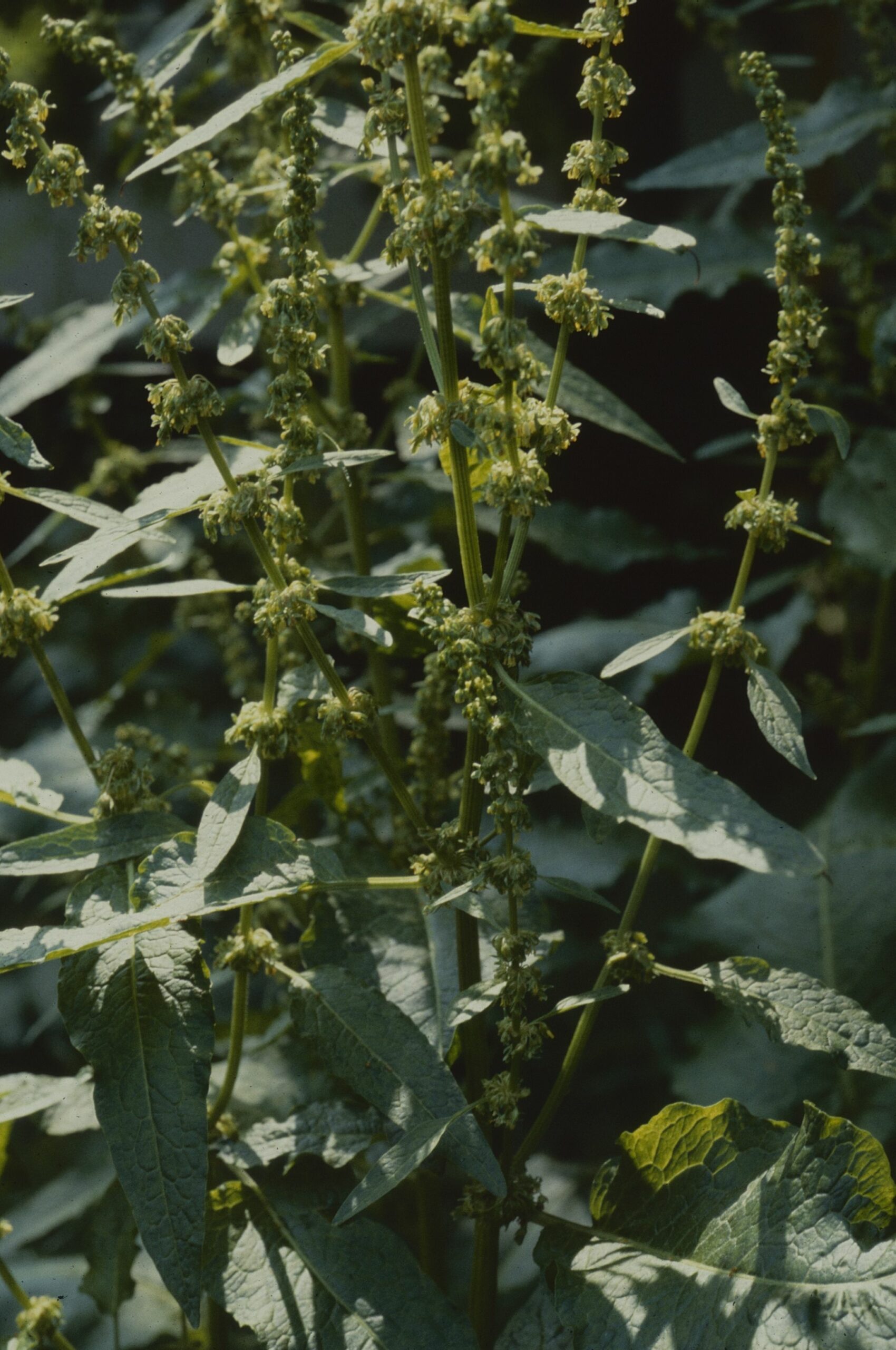 How to control Problem Plants like Thistles and Nettles - Plantlife
