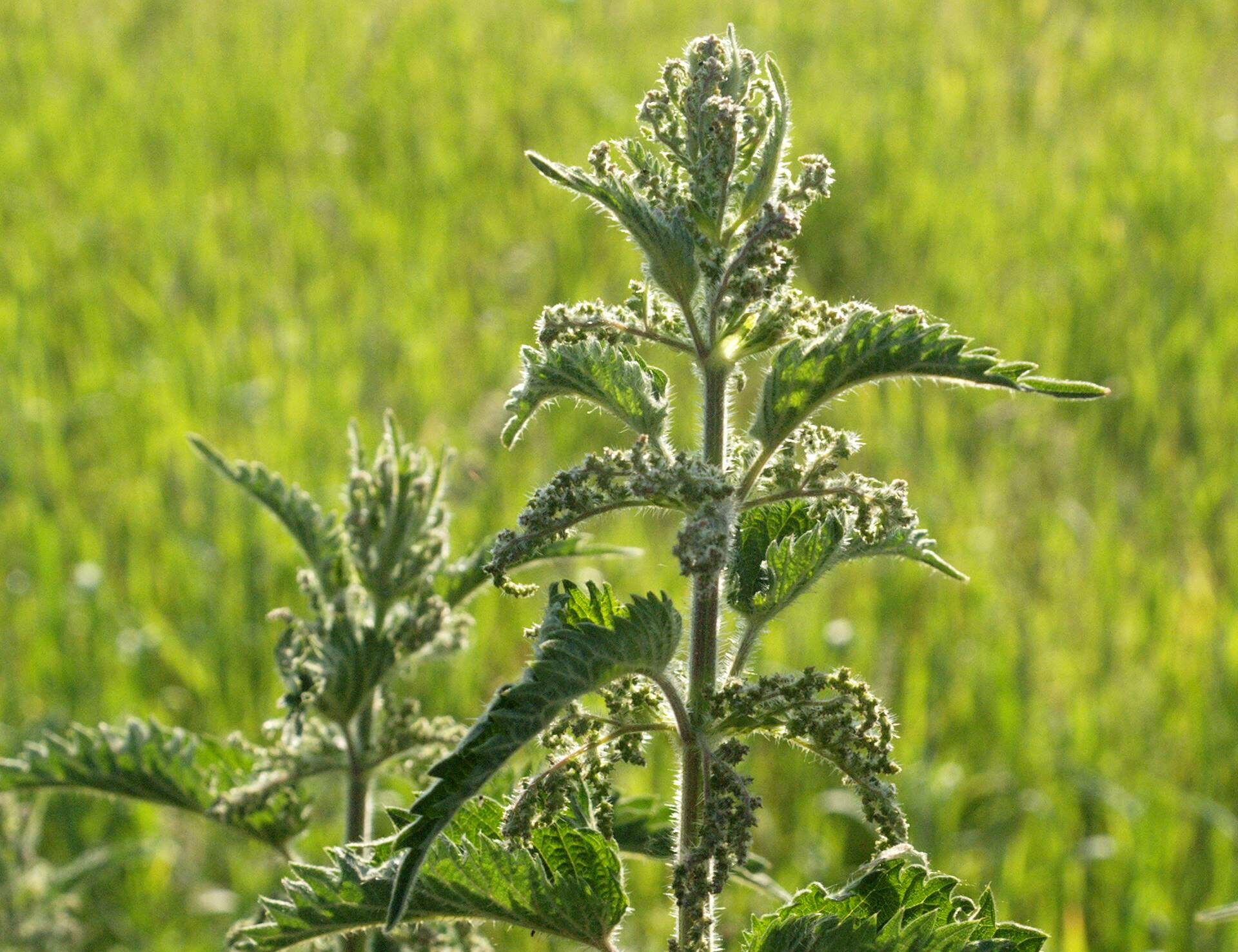 How to control Problem Plants like Thistles and Nettles - Plantlife