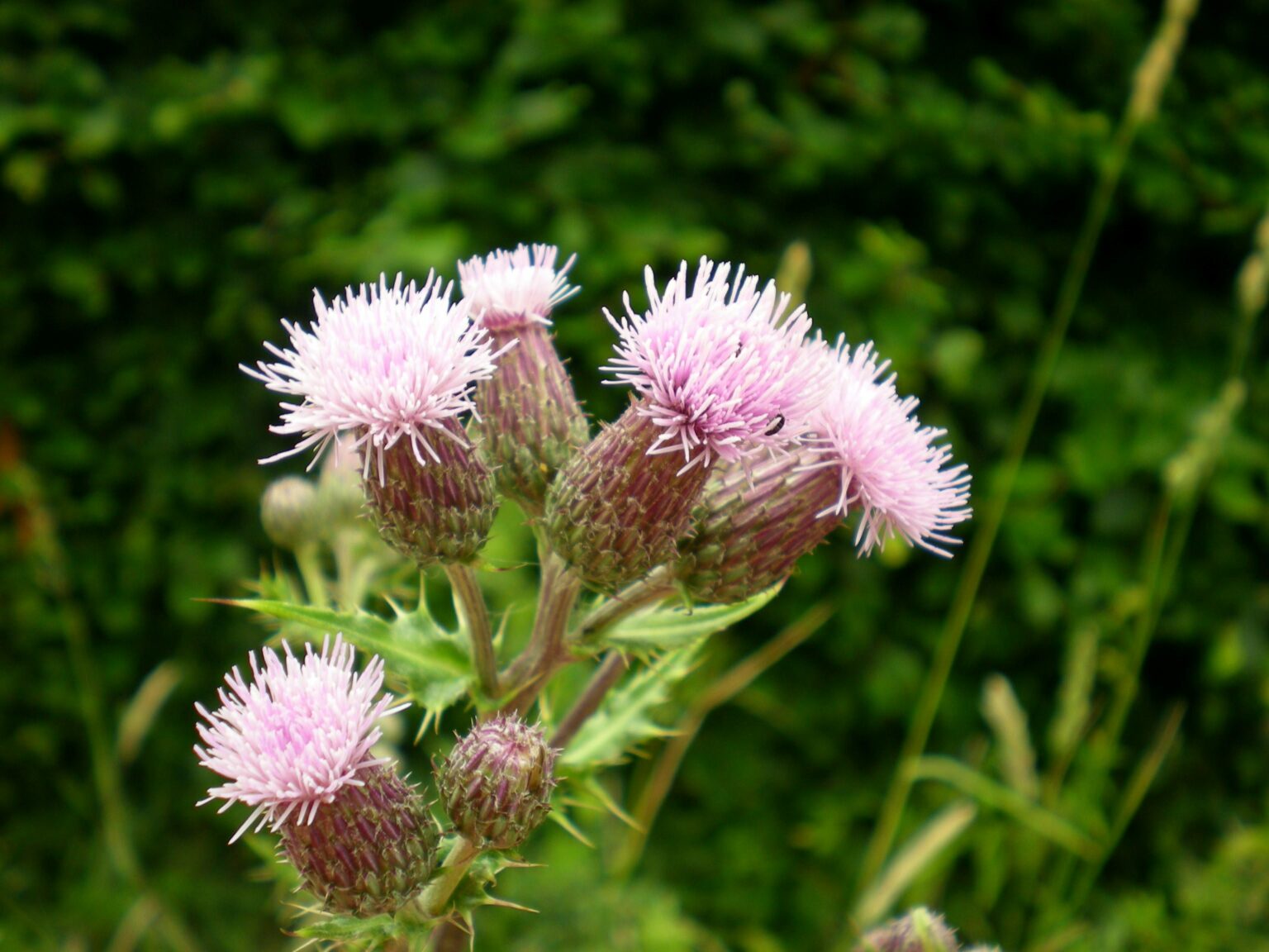 How to control Problem Plants like Thistles and Nettles - Plantlife