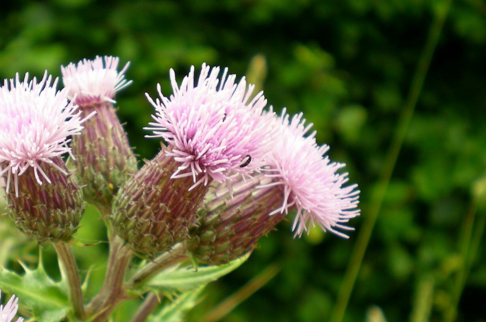 How to control Problem Plants like Thistles and Nettles - Plantlife