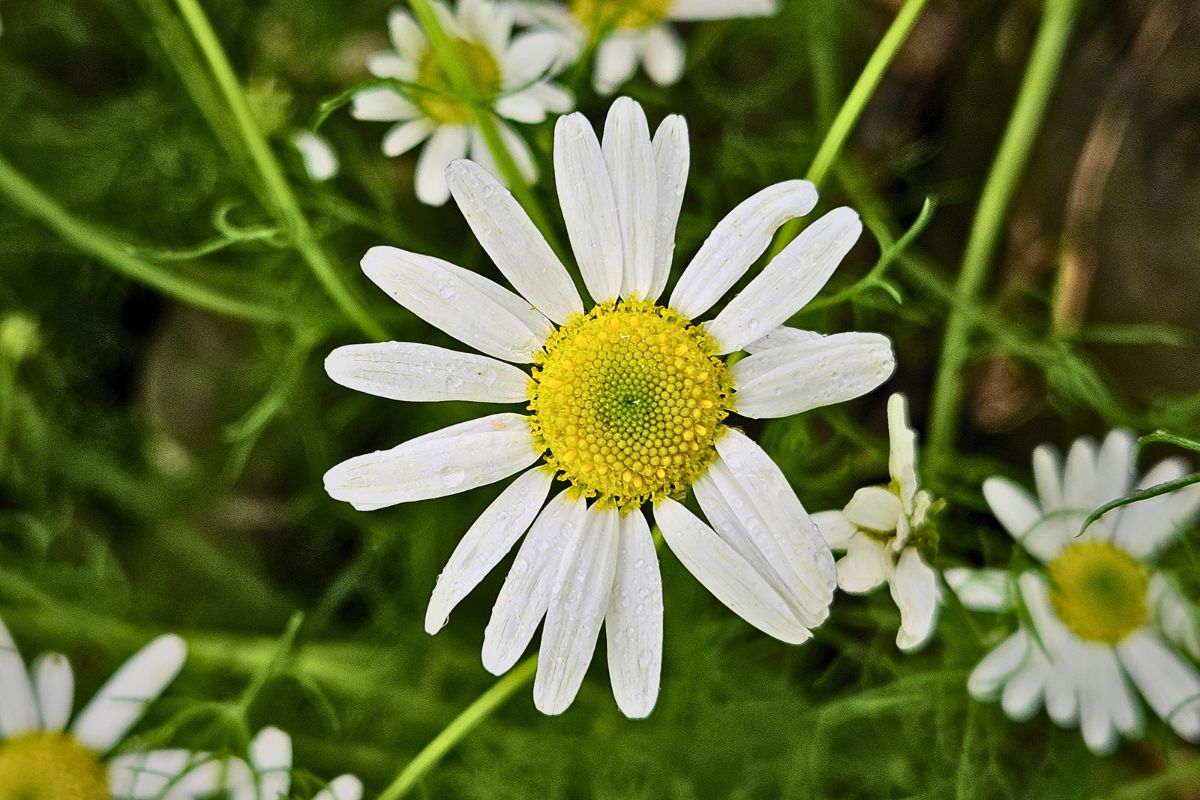 Sweet Vernal Grass - Plantlife