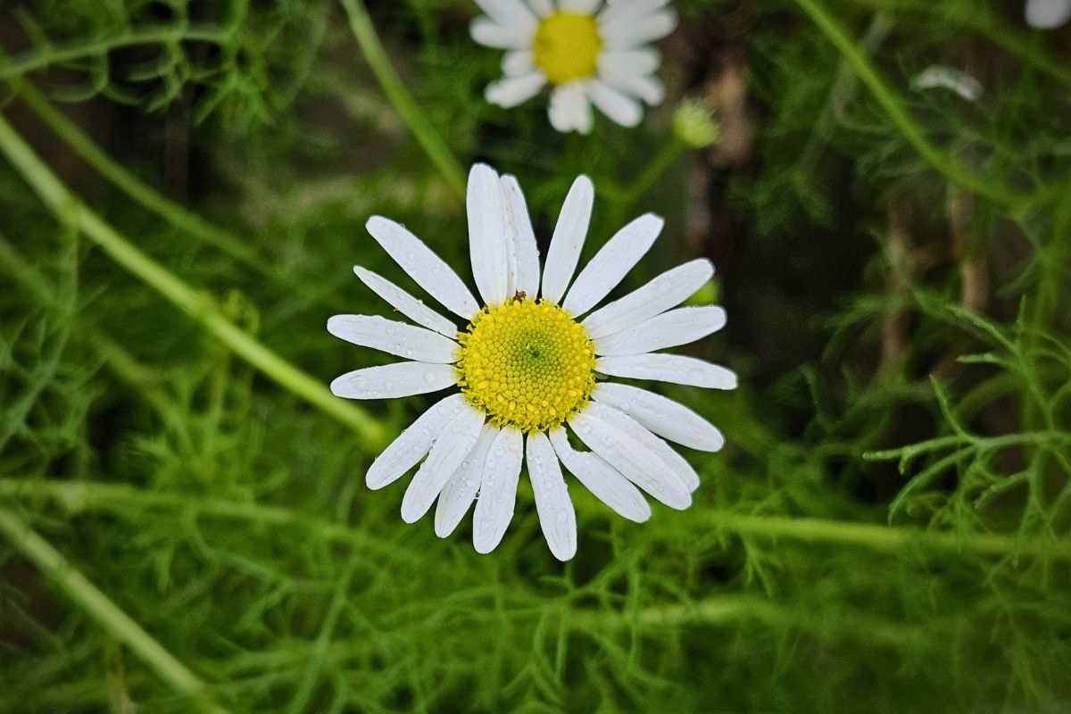 Plants to Spot at the Seaside this Summer - Plantlife