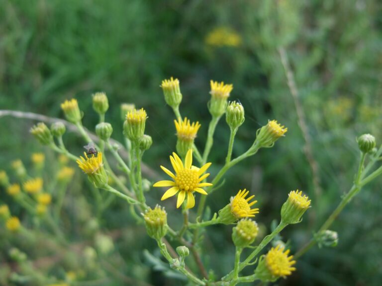How to control Problem Plants like Thistles and Nettles - Plantlife