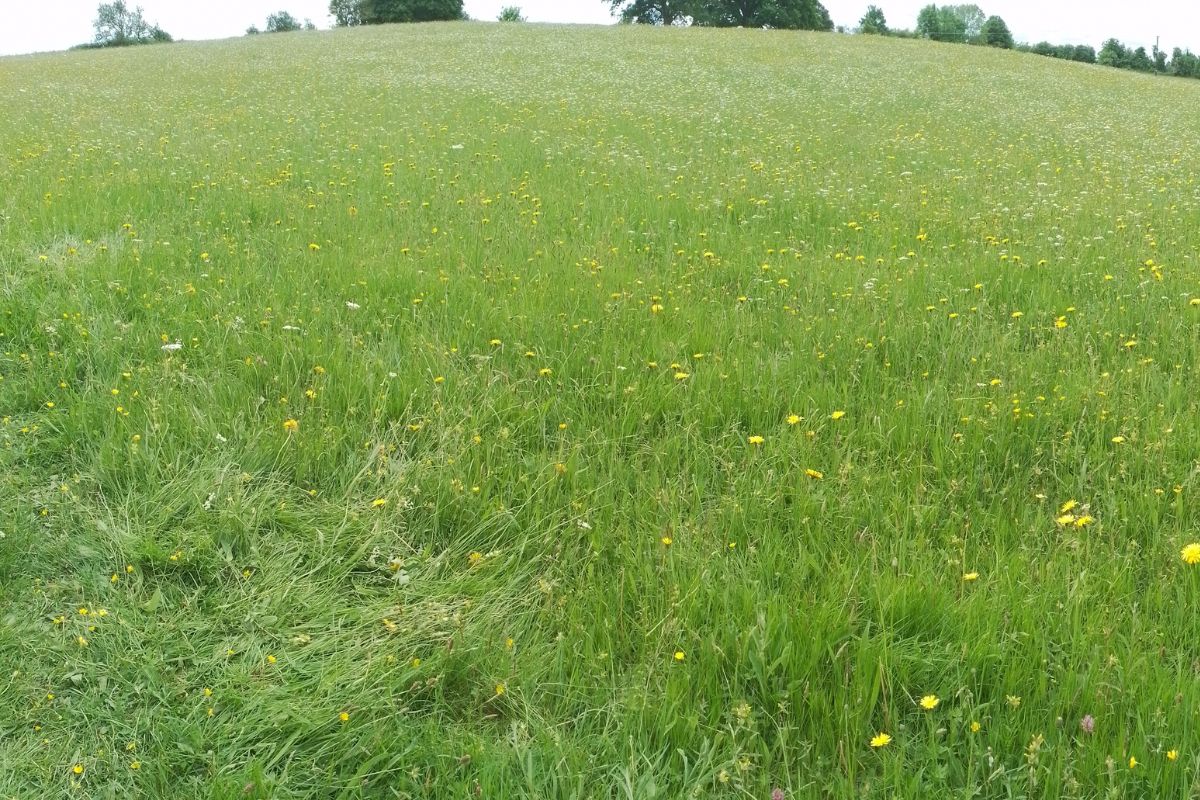 Davies Meadows Nature Reserve - Plantlife