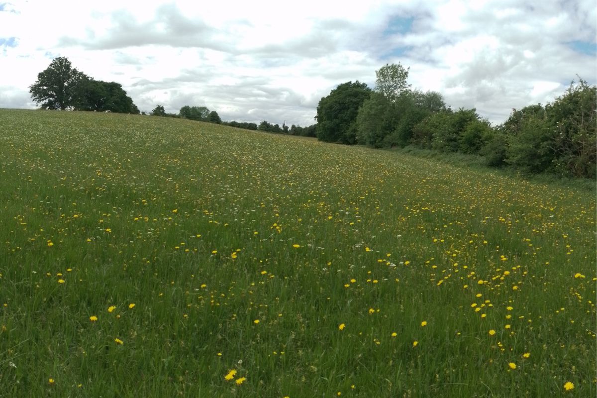 Davies Meadows Nature Reserve - Plantlife