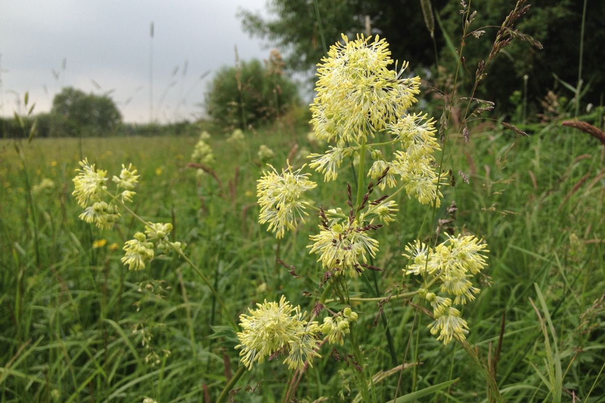 Long Herdon and Grange Meadows - Plantlife