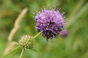 Devil’s-bit Scabious - Plantlife
