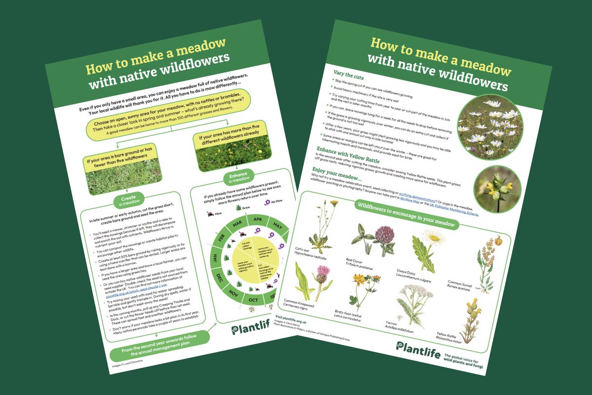 Managing Meadows - Plantlife