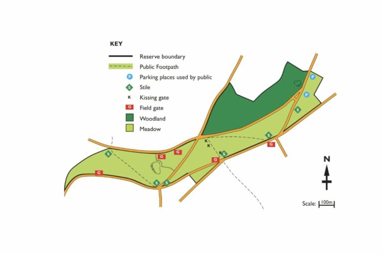 Queendown Warren Nature Reserve - Plantlife