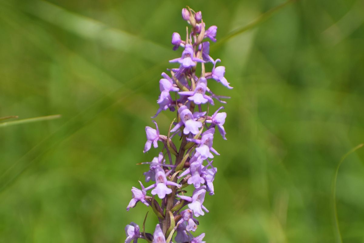 Queendown Warren Nature Reserve - Plantlife