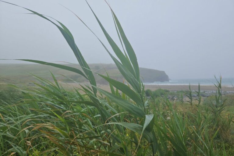 Plants to Spot at the Seaside this Summer - Plantlife