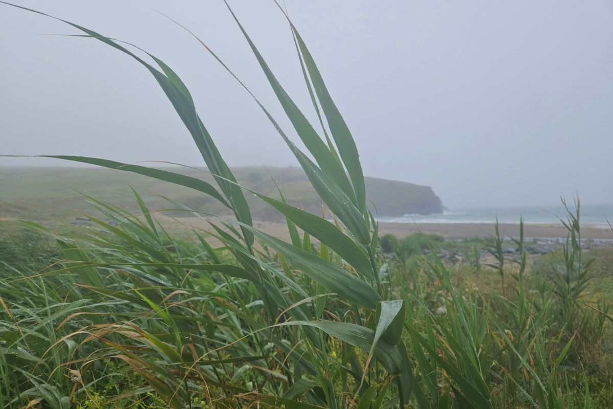 Plants to Spot at the Seaside this Summer - Plantlife