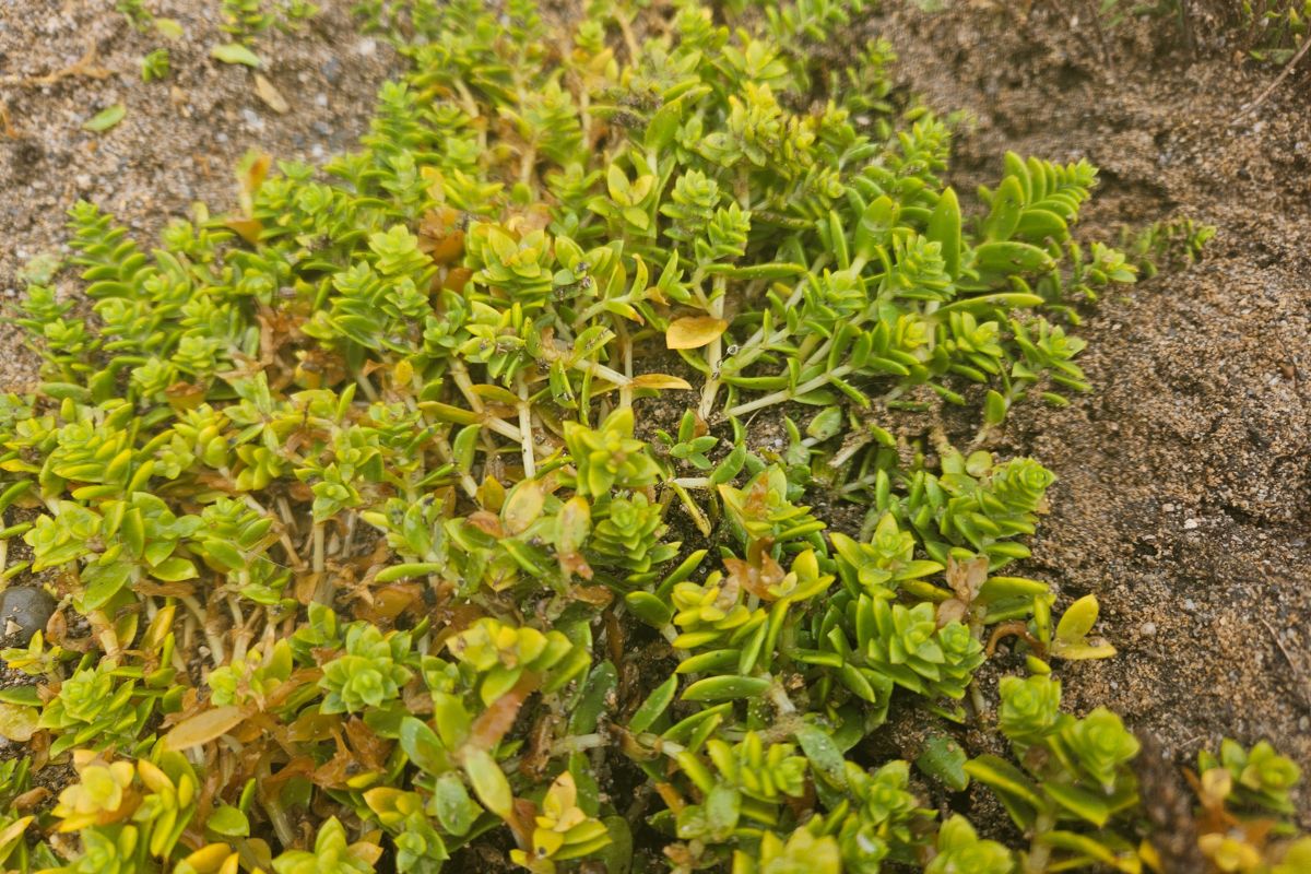 Plants to Spot at the Seaside this Summer - Plantlife