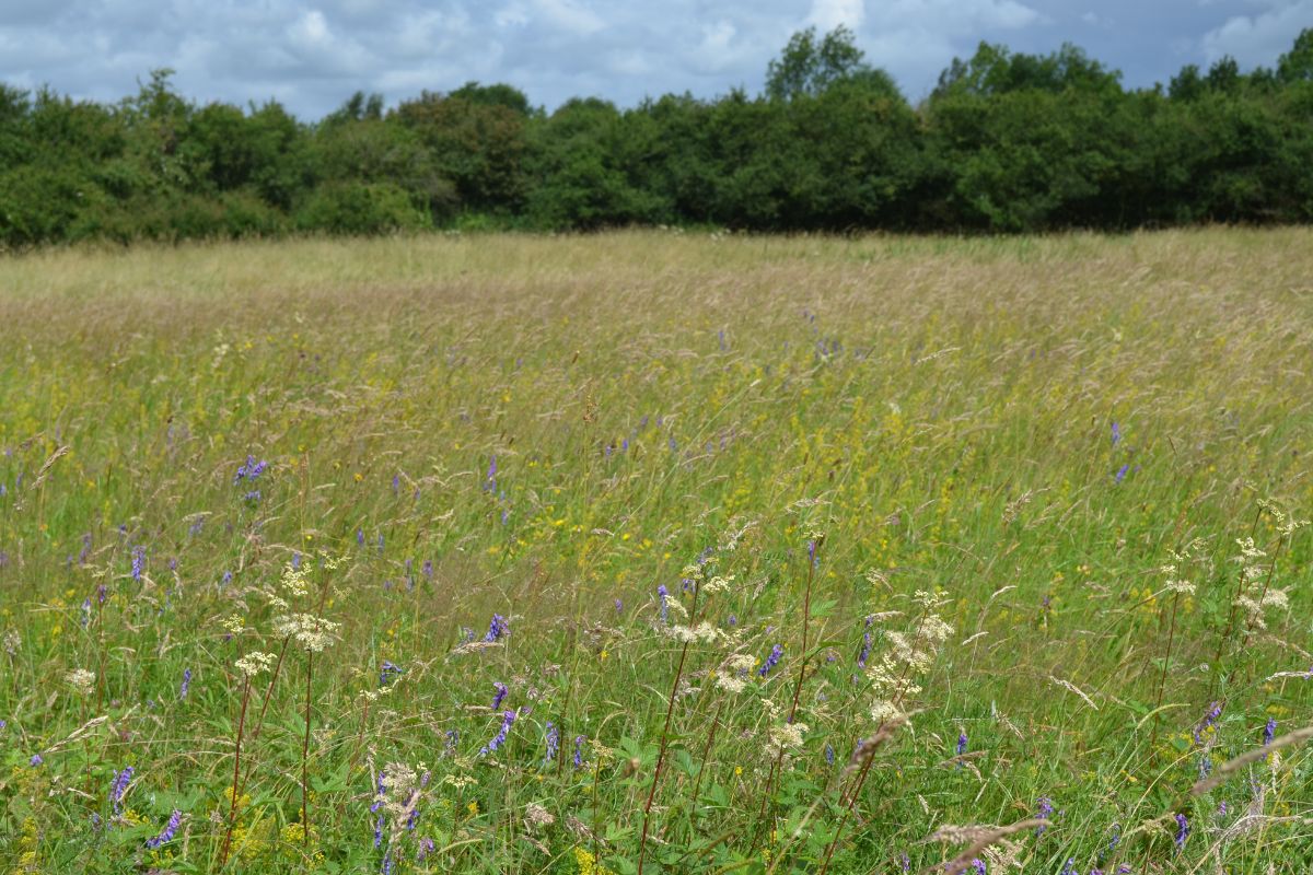 Stockwood Meadows - Plantlife