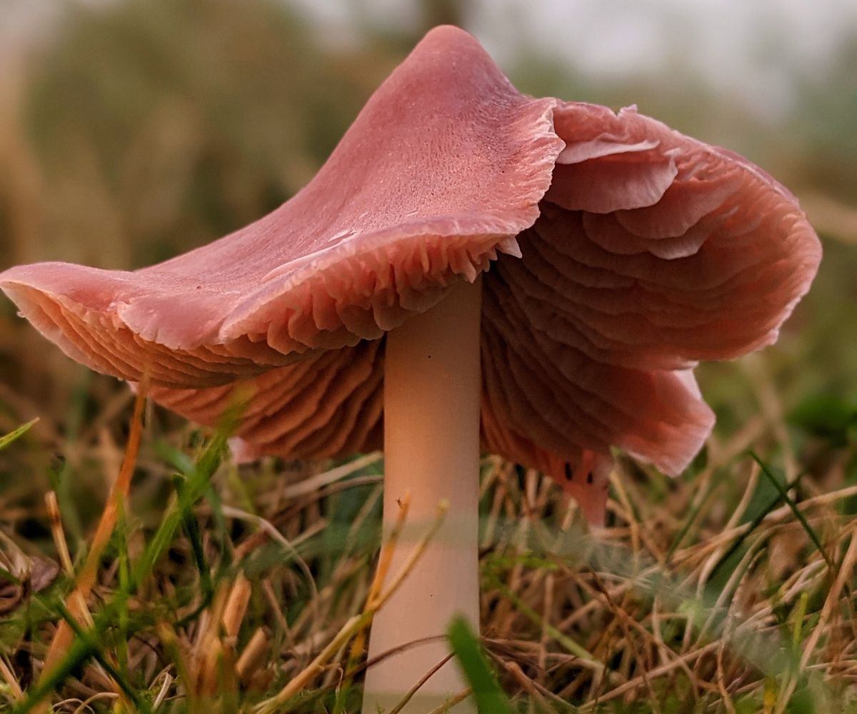 How many fungus species are there? - Plantlife