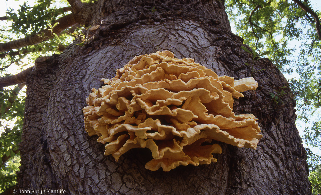 Learn about fungi - Plantlife