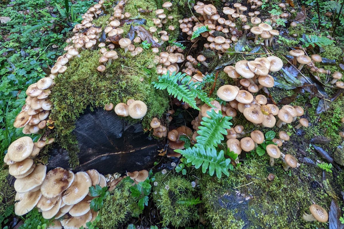 10 wild, wacky and wonderful facts about the world of fungi - Plantlife