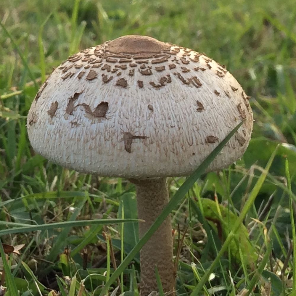 What's the Future for our Forgotten Fungi? - Plantlife