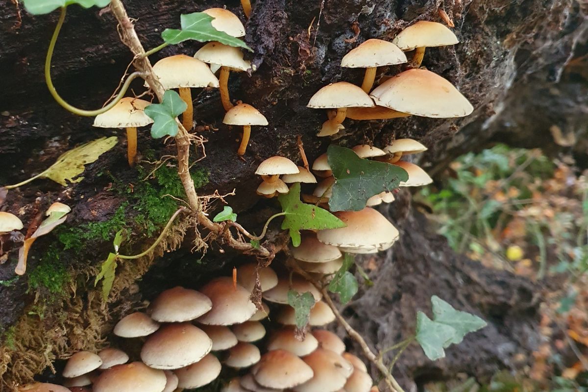 Sulphur tuft - Plantlife